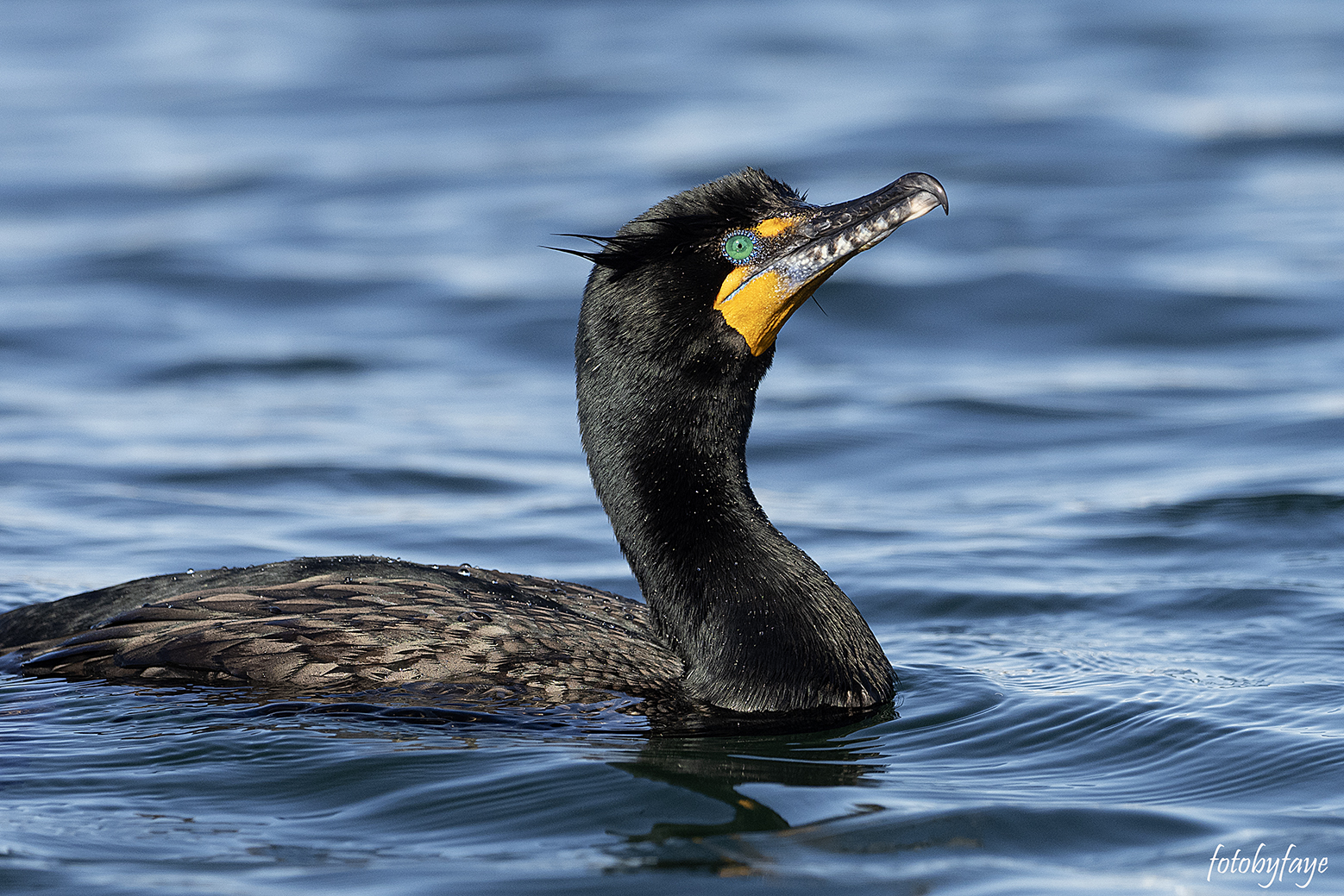 The Cormorant by Faye Turner · 365 Project