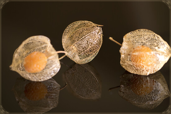 physalis by Diana · 365 Project
