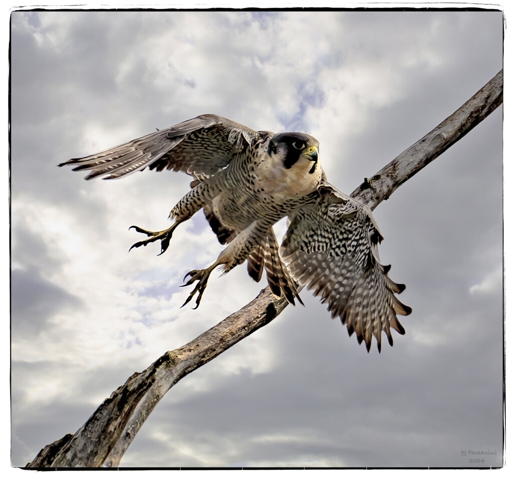 Peregrine Falcon Launch by Paula Fontanini · 365 Project