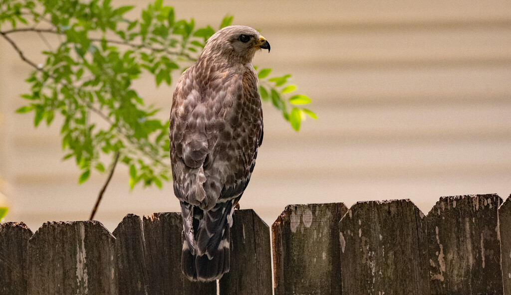 Red Shouldered Hawk on the Fence! by Rick · 365 Project