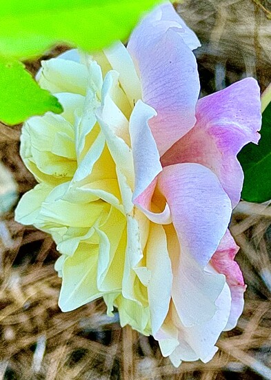 A very special rose by John · 365 Project