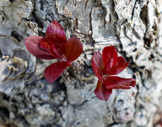 Leaves by Corinne C · 365 Project