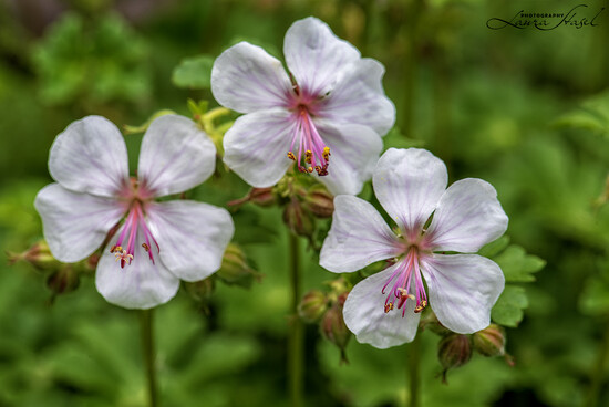 Geraniums by Laura · 365 Project