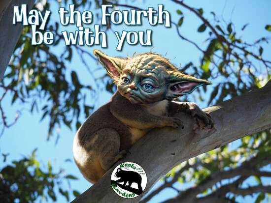 koalas - the original Jedi by KoalaGardens🐨 · 365 Project