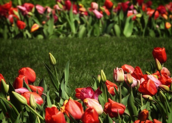 tulips2 by amyK · 365 Project