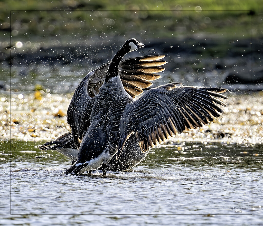Honked Off! by Paula Fontanini · 365 Project
