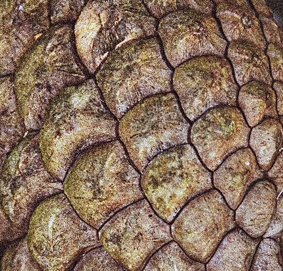 Fir cone by Susan Wakely · 365 Project