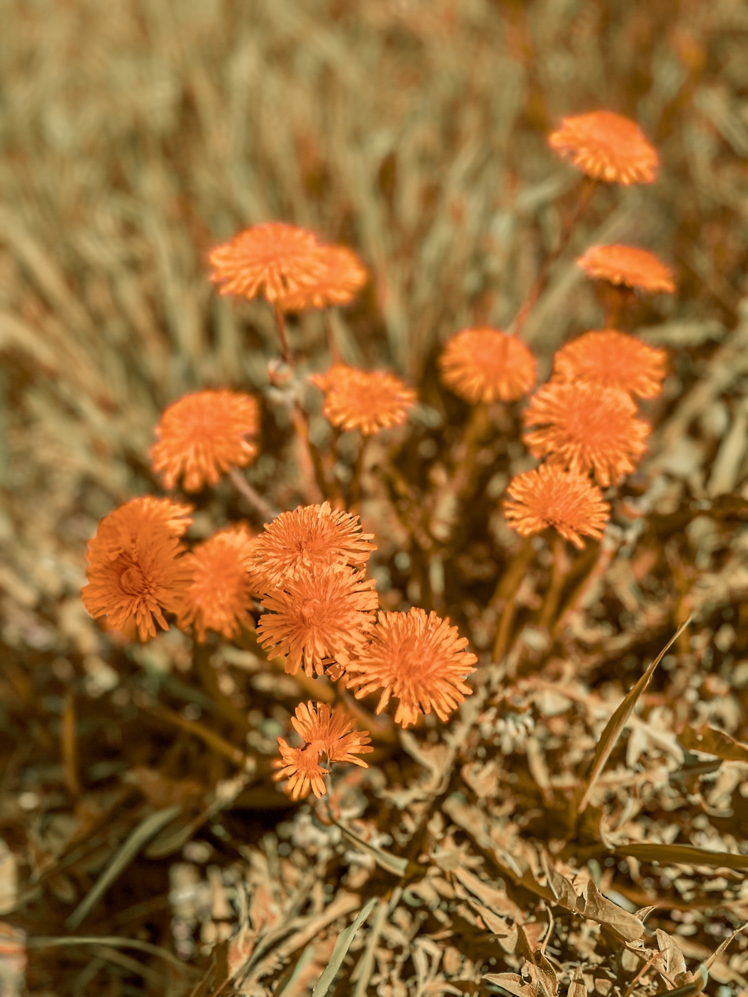 Dandelions with a Tan by Corinne C · 365 Project