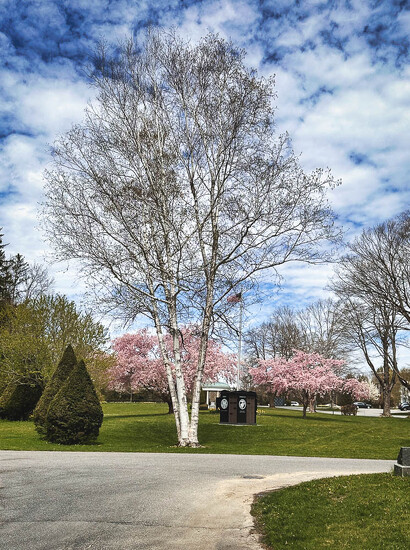 White Birch by Joan Robillard · 365 Project