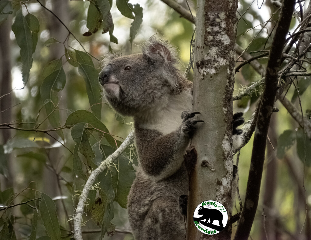 checking out my options by KoalaGardens🐨 · 365 Project