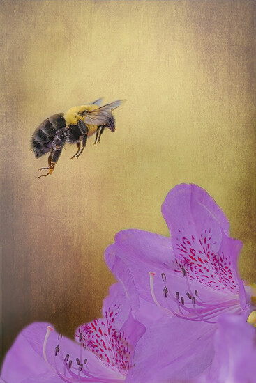 Azalia Tower, Bumble Zero-27, Request Landing Instructions by Skip ...