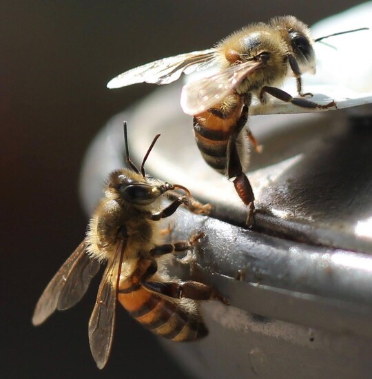 Original Pic by Corinne C · 365 Project