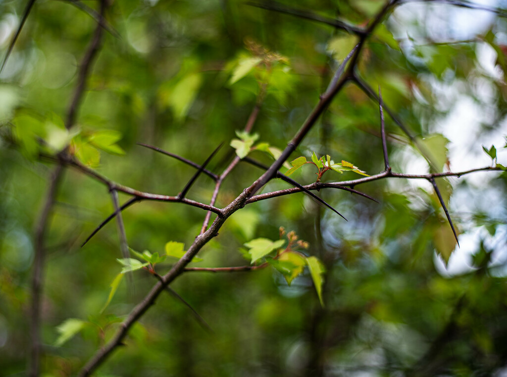 Hawthorn thorns by Dave · 365 Project