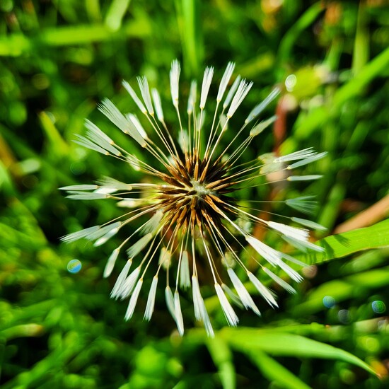 Dandelion seed by LManning (Laura) · 365 Project