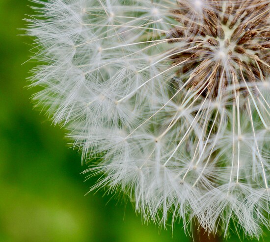Happy Dandelion by Corinne C · 365 Project