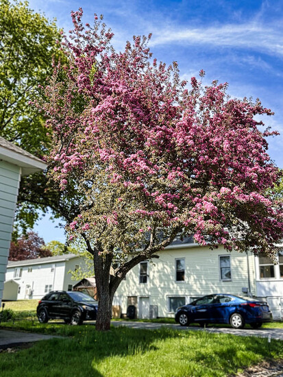 The flowering Japanese crab apple tree is in bloom by Joan Robillard ...