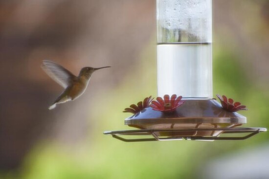 Hummingbirds Have Returned! by Barb · 365 Project