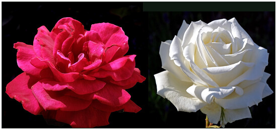 0504-F4860 by borof · 365 Project