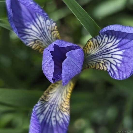 Siberian Iris by Thom Mitchell · 365 Project