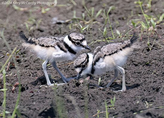 Baby Killdeer by Kerry McCarthy · 365 Project