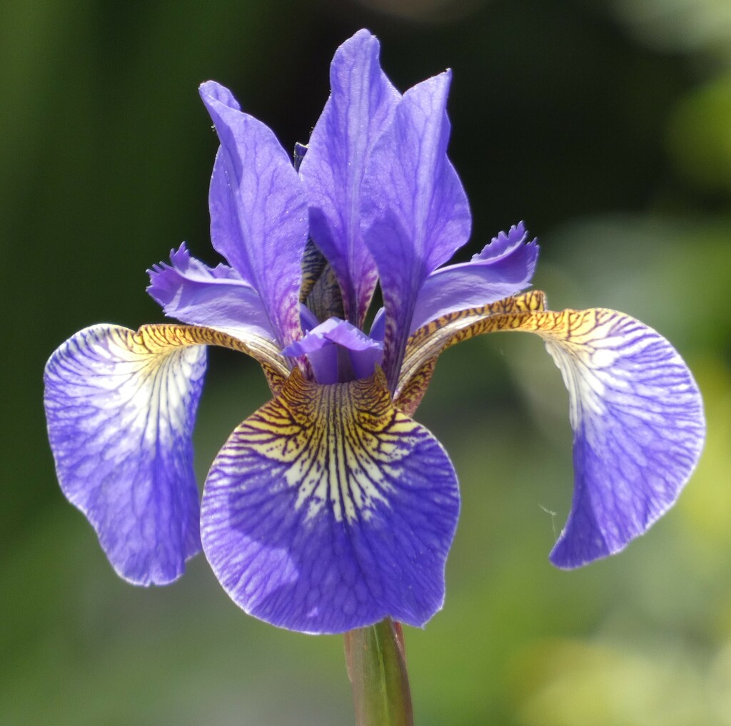 Iris by Fisher Family · 365 Project