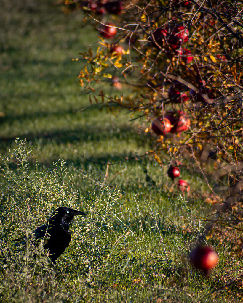 Crow in pomegranate rows by Elisa Smith · 365 Project