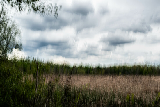Swamps-2 by Dave · 365 Project