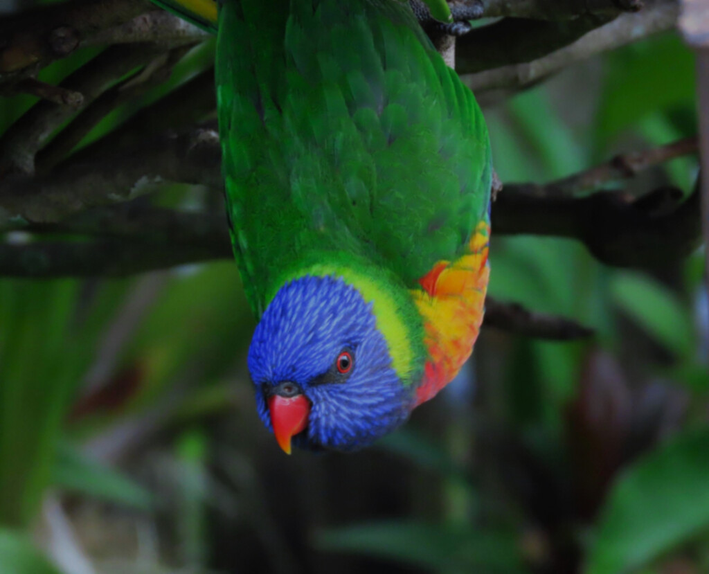 Just Dropping In To Say Hi ~ by Valerie Chesney · 365 Project