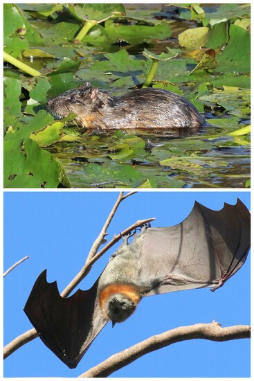 Rat & Bat by Denise Wood · 365 Project