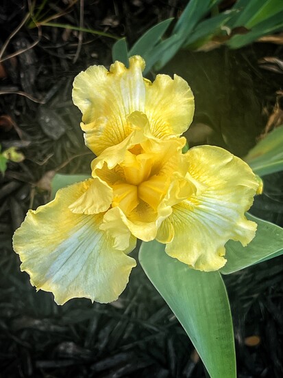 Bearded Iris by Bucktree · 365 Project