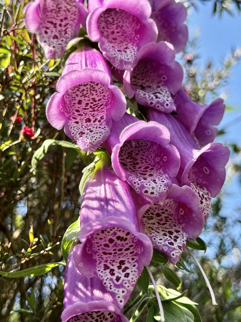 Foxgloves by Susan Wakely · 365 Project