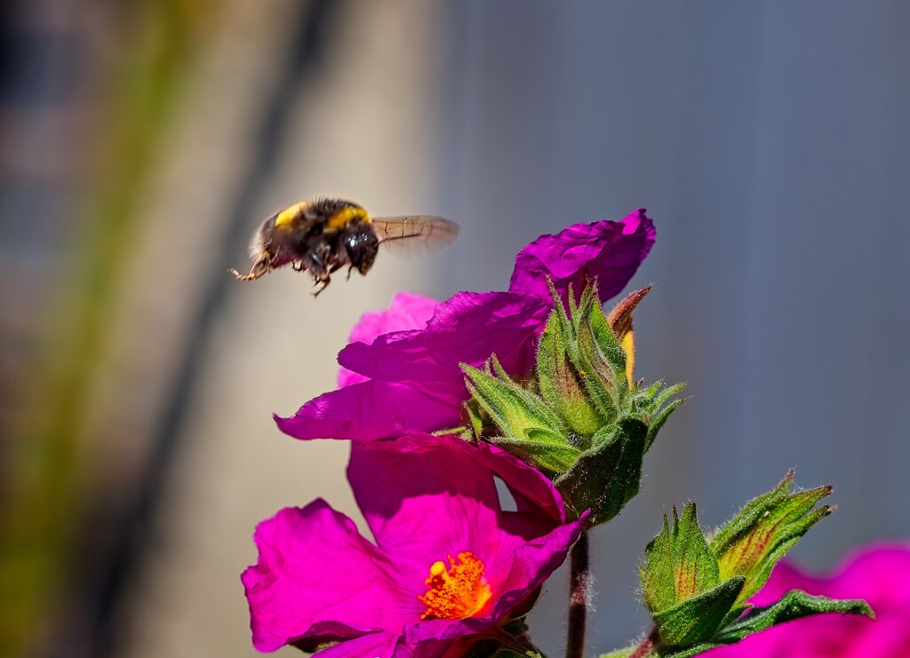 Coming into land by BillyBoy · 365 Project