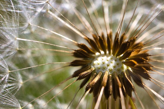 Dandelion seeds by Ole Kristian Valle · 365 Project