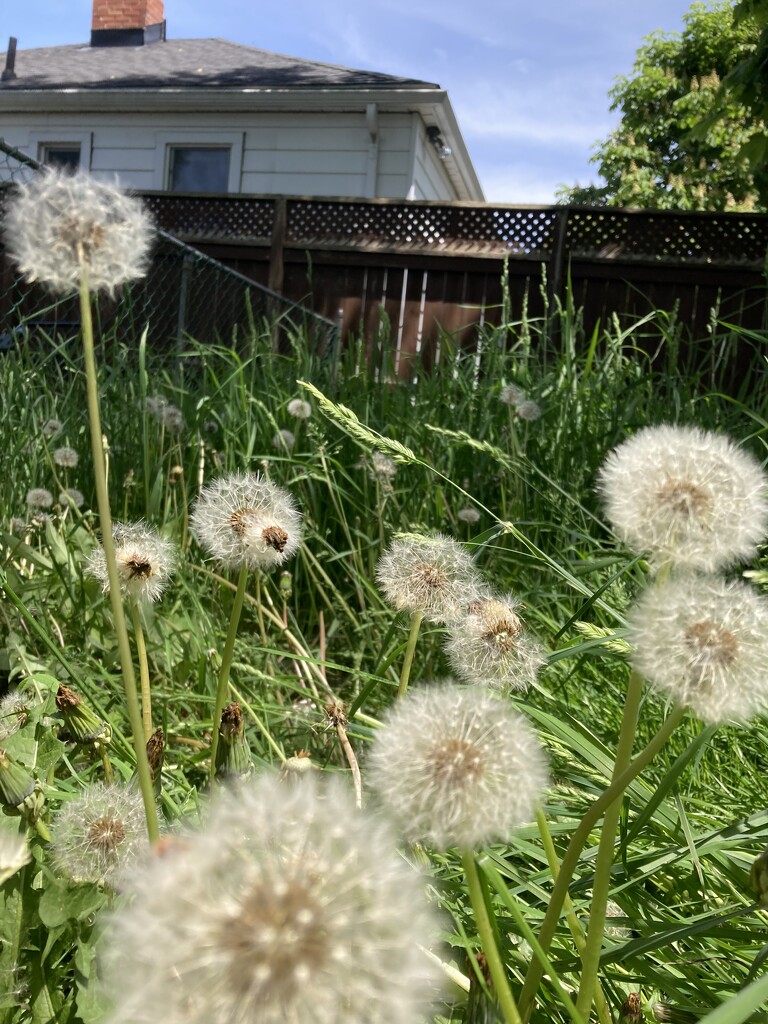 Still May! by Liz Milne · 365 Project