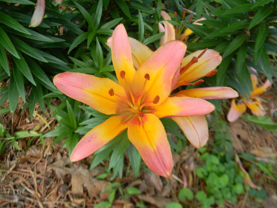 Ladylike Lily in Neighbor's Yard by Sam A. Feldstein · 365 Project