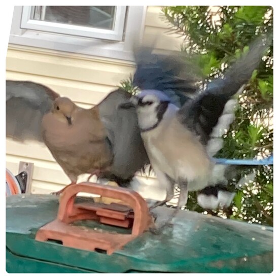 Half Dove, Half Blue Jay by Liz Milne · 365 Project