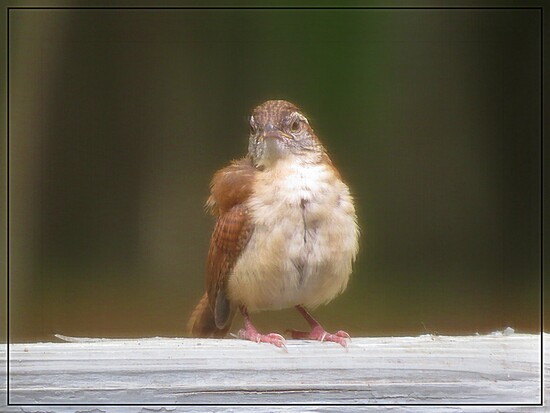 Bad Feather Day by Ann H. LeFevre · 365 Project