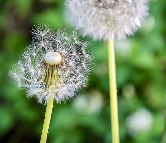 Dandelions Galore by Corinne C · 365 Project