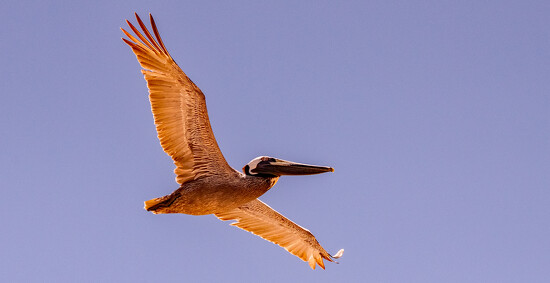 Pelican Fly-Over! by Rick · 365 Project