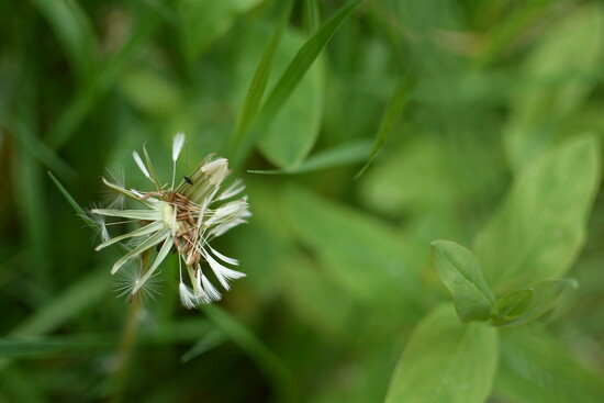 Dandy Head~~~~~~~ by ~*~ Jo ~*~ · 365 Project