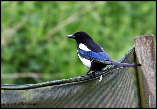 Mr Magpie today by Rosie Kind · 365 Project
