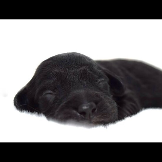 Introducing Zeus by Wendy Stout · 365 Project