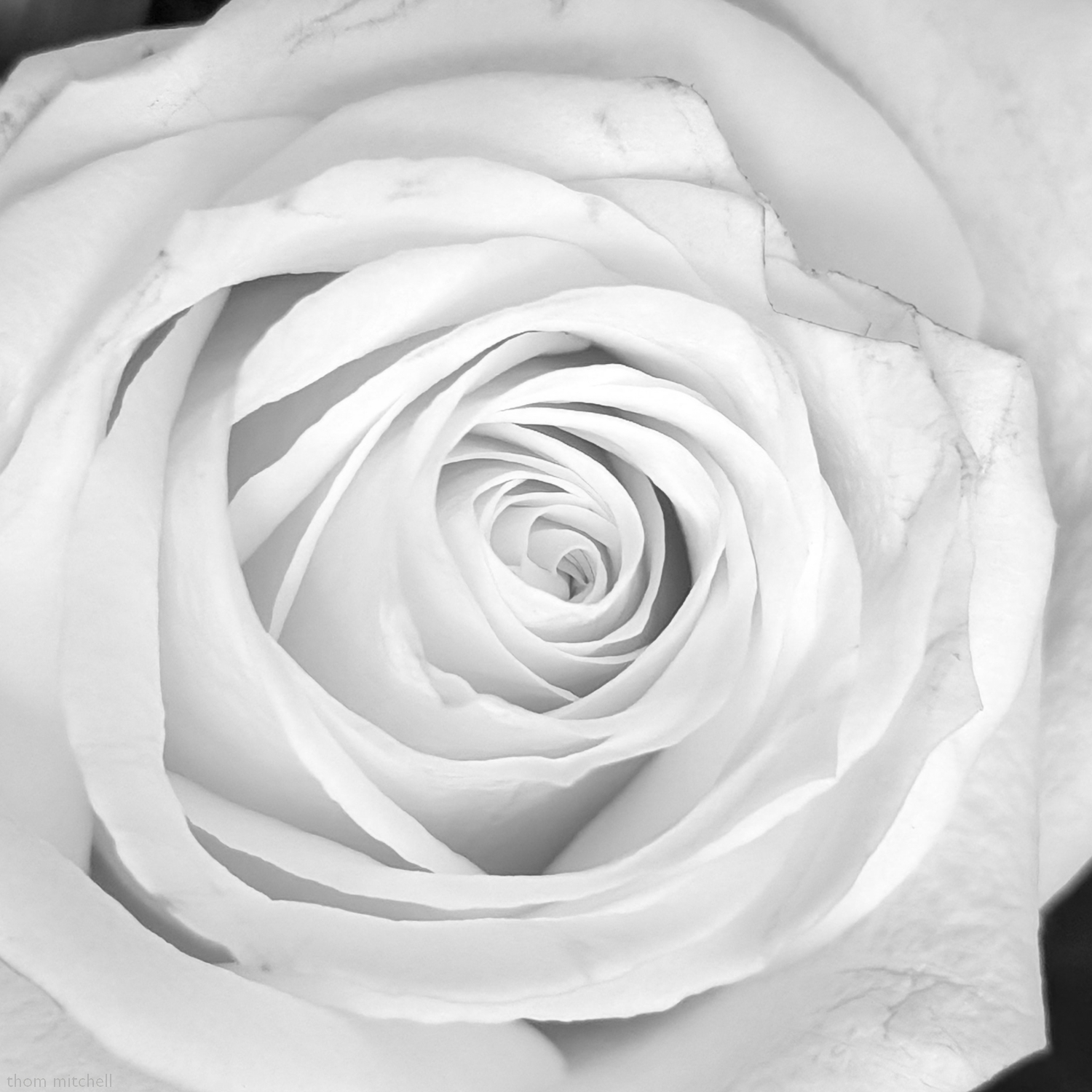 How many petals in a rose bloom? by Thom Mitchell · 365 Project