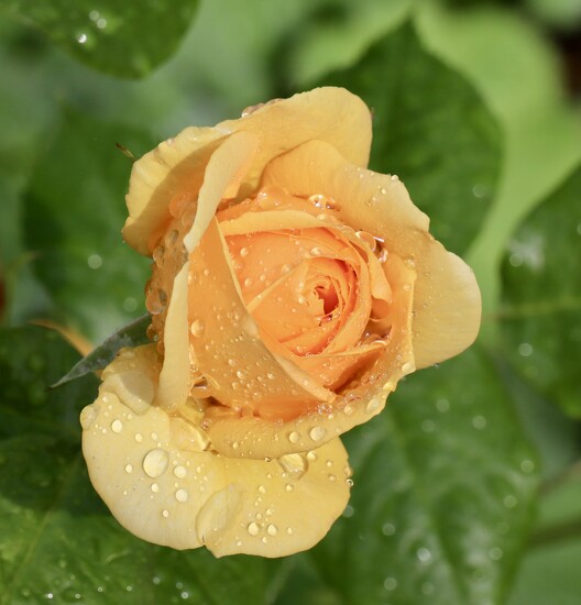 Yellow rose by Jeremy Cross · 365 Project
