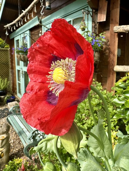 Poppy surprise by Susan Wakely · 365 Project
