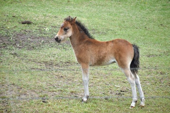 Pretty Young Colt? Or Filly? I Think Filly! by Barb · 365 Project