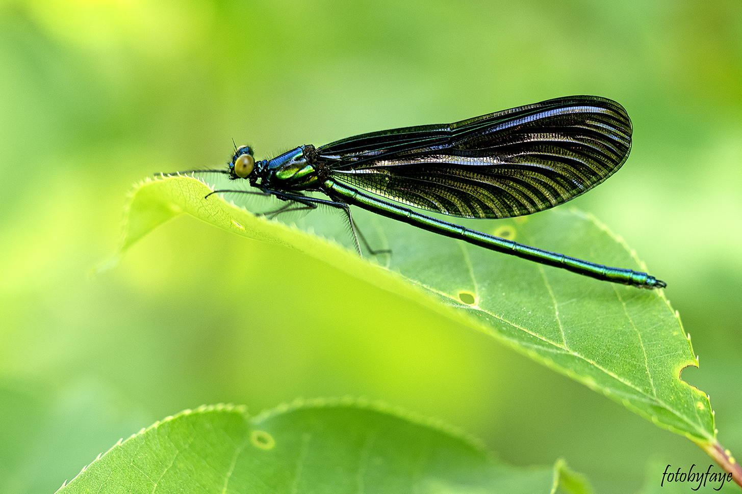 Ebony jeweling, blacked-winged damselfly by Faye Turner · 365 Project