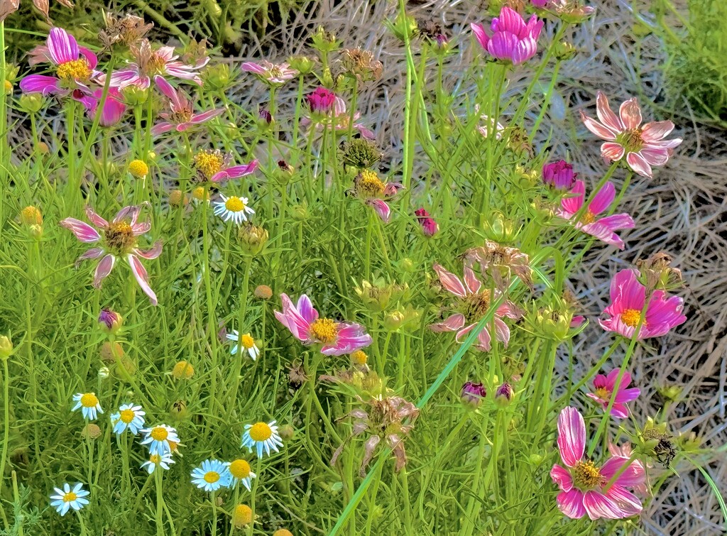 Flower art palate at Hampton Park Garden by John · 365 Project