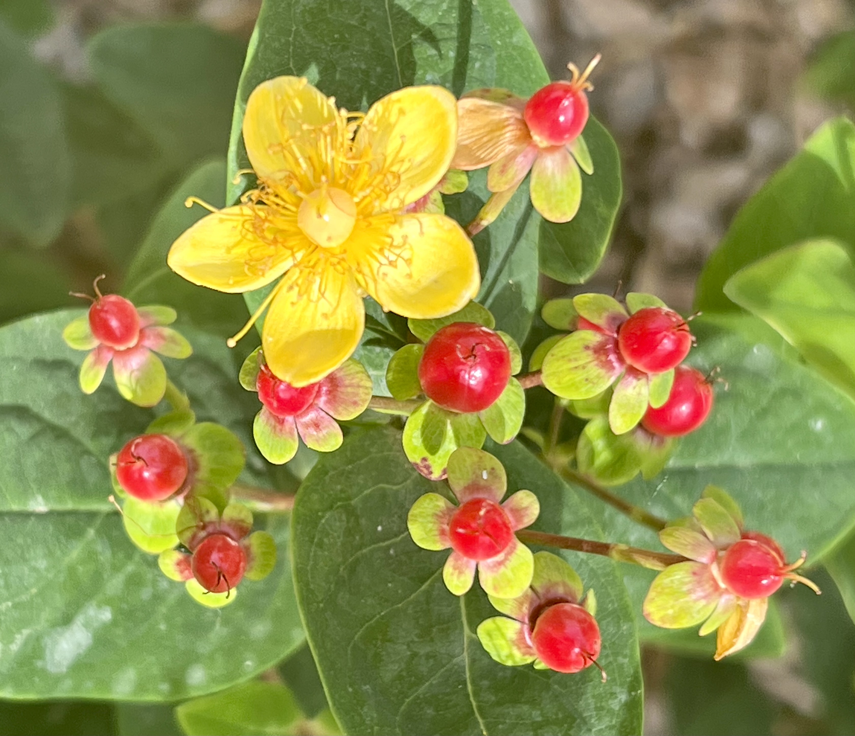 Hypericum Berries by Cathy · 365 Project