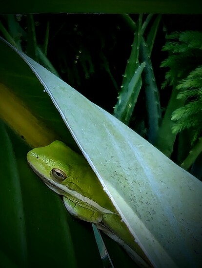 Sunday Siesta by Wendy · 365 Project